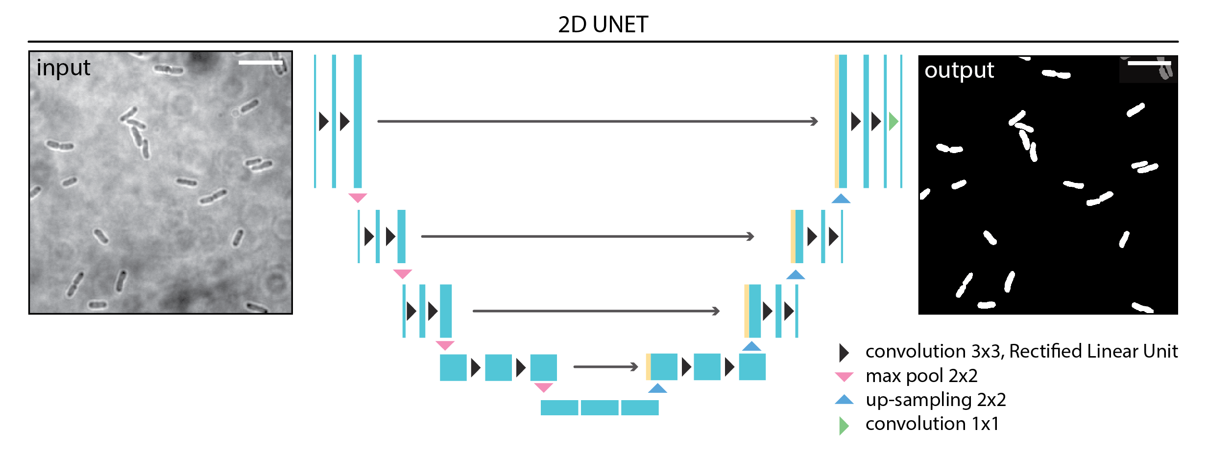 9 How to Train and Use Deep Learning Models in Microscopy – AI in ...